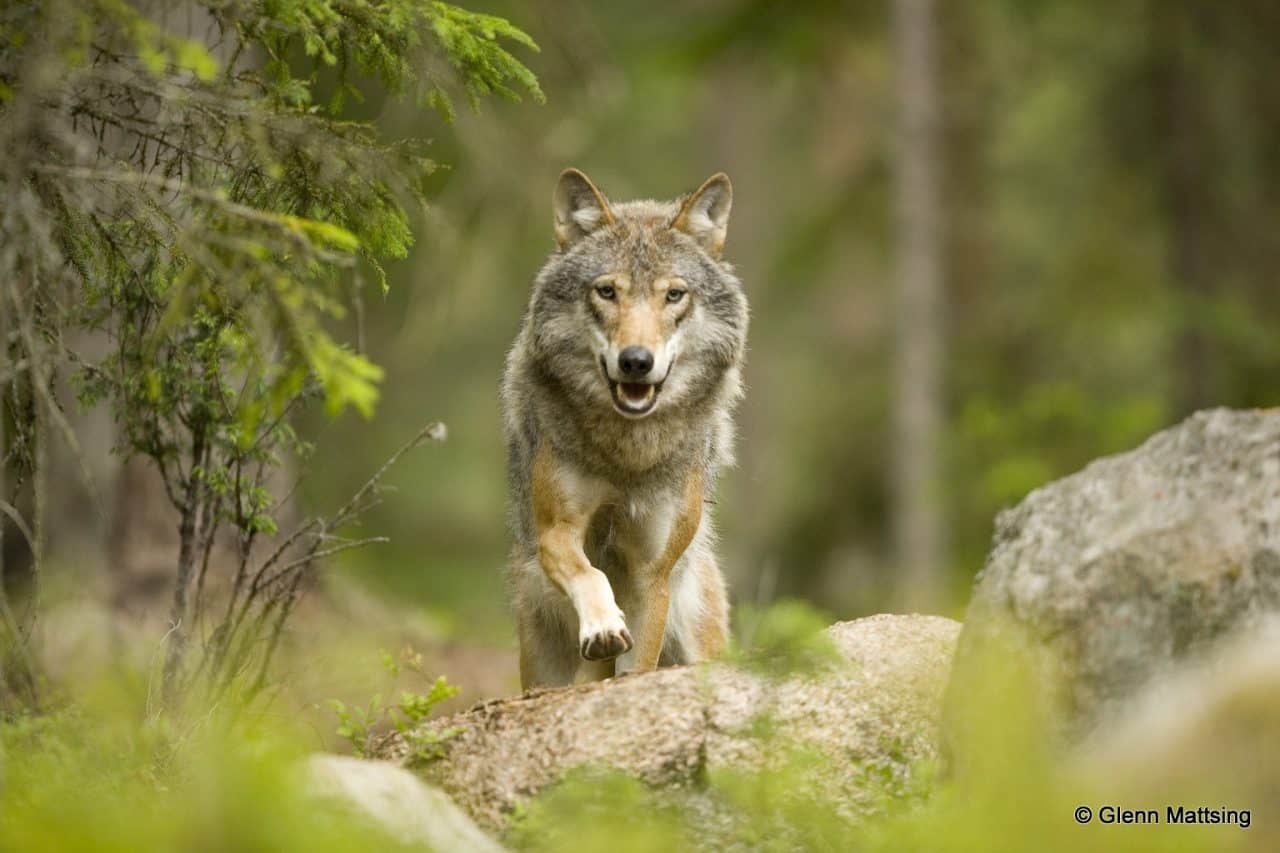 Naturreisen und Wildtierbeobachtung - Mit Respekt und Haltung