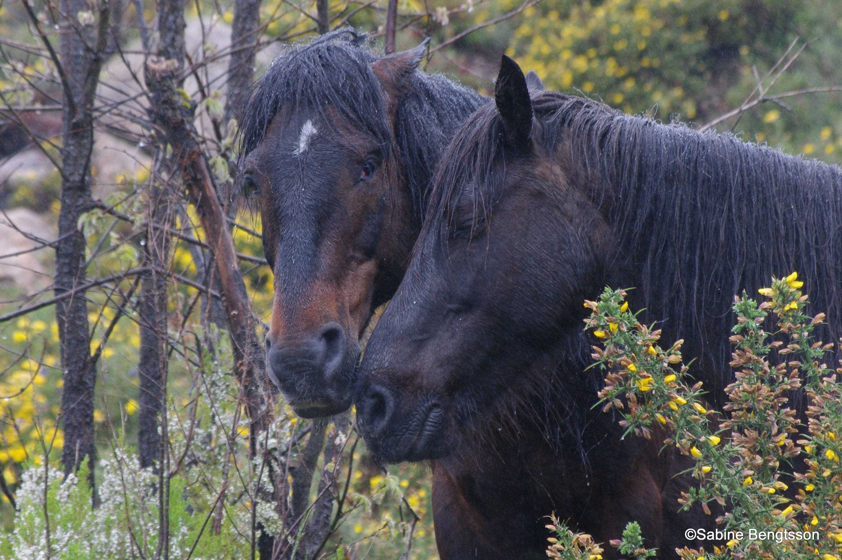 Wildpferde Beobachtung-Blicke hinter den Horizont! Naturreise Portugal