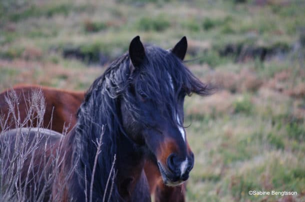 Portugal Archives - Perlenfaenger Naturtouren & Artenschutz