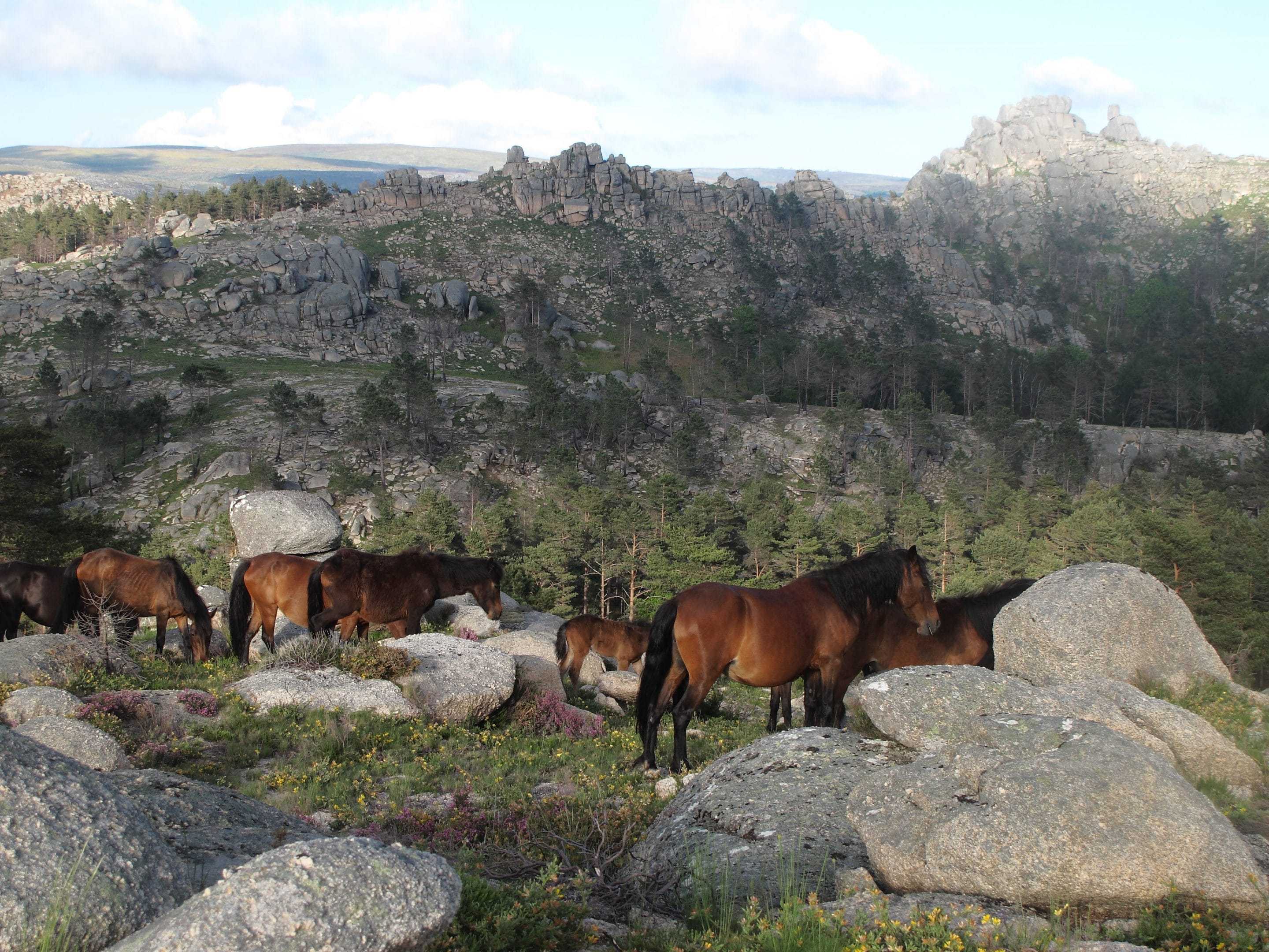 Wildpferde Beobachtung-Blicke hinter den Horizont! Naturreise Portugal